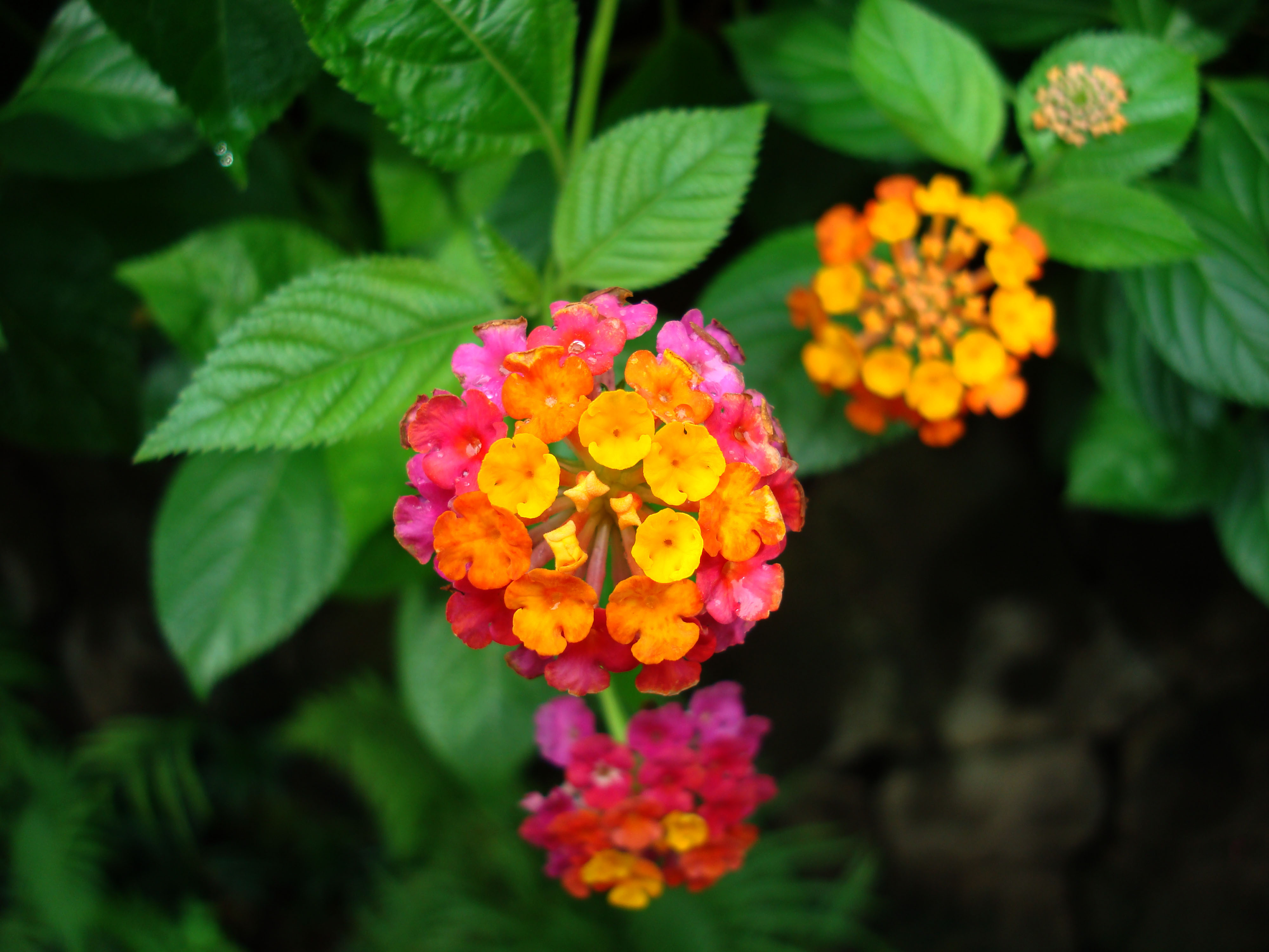 Asisbiz Flowers Philippines 015 Asisbiz Flowers Philippines 015