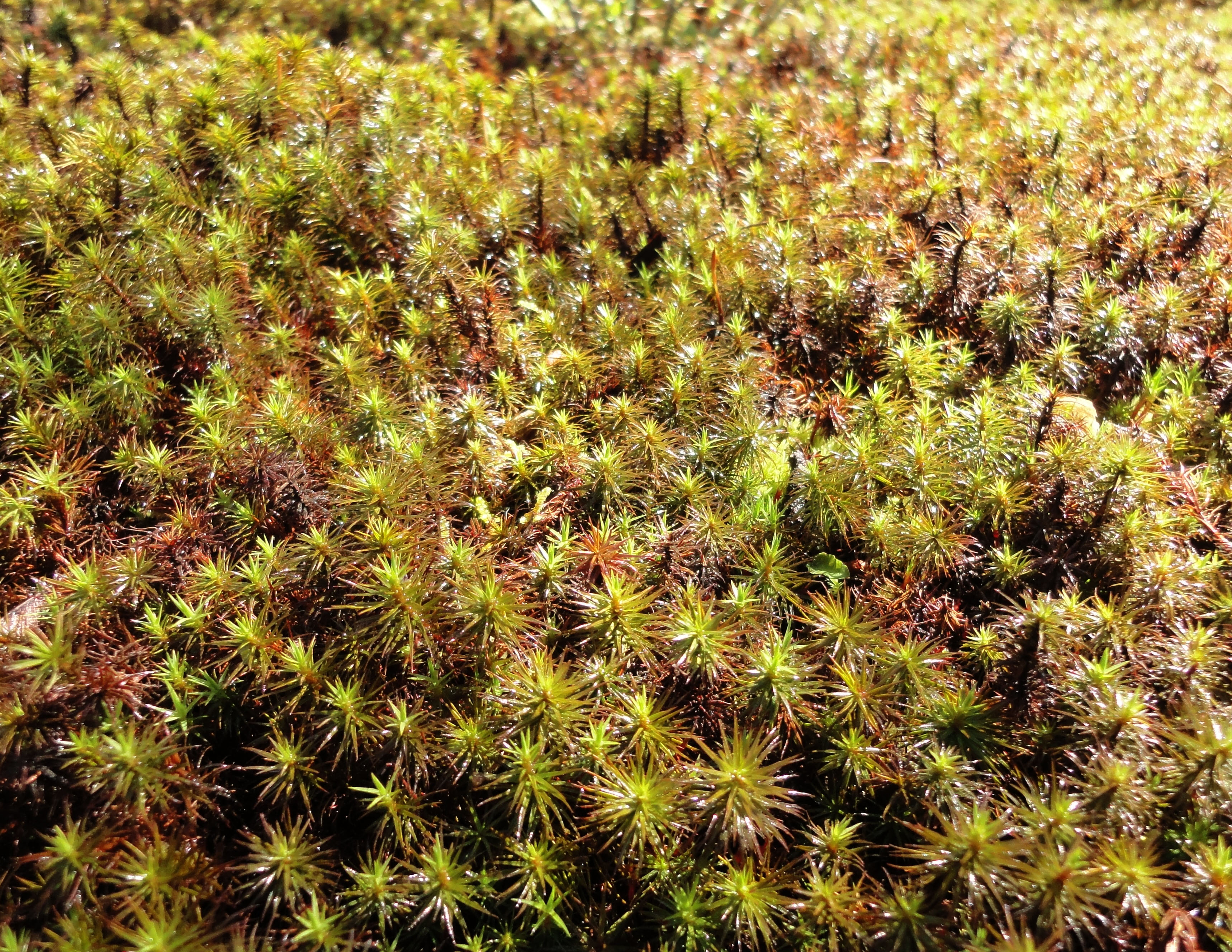 Asisbiz Rinzai Zen garden mosses a simple nonflowering plant bryophyte ...