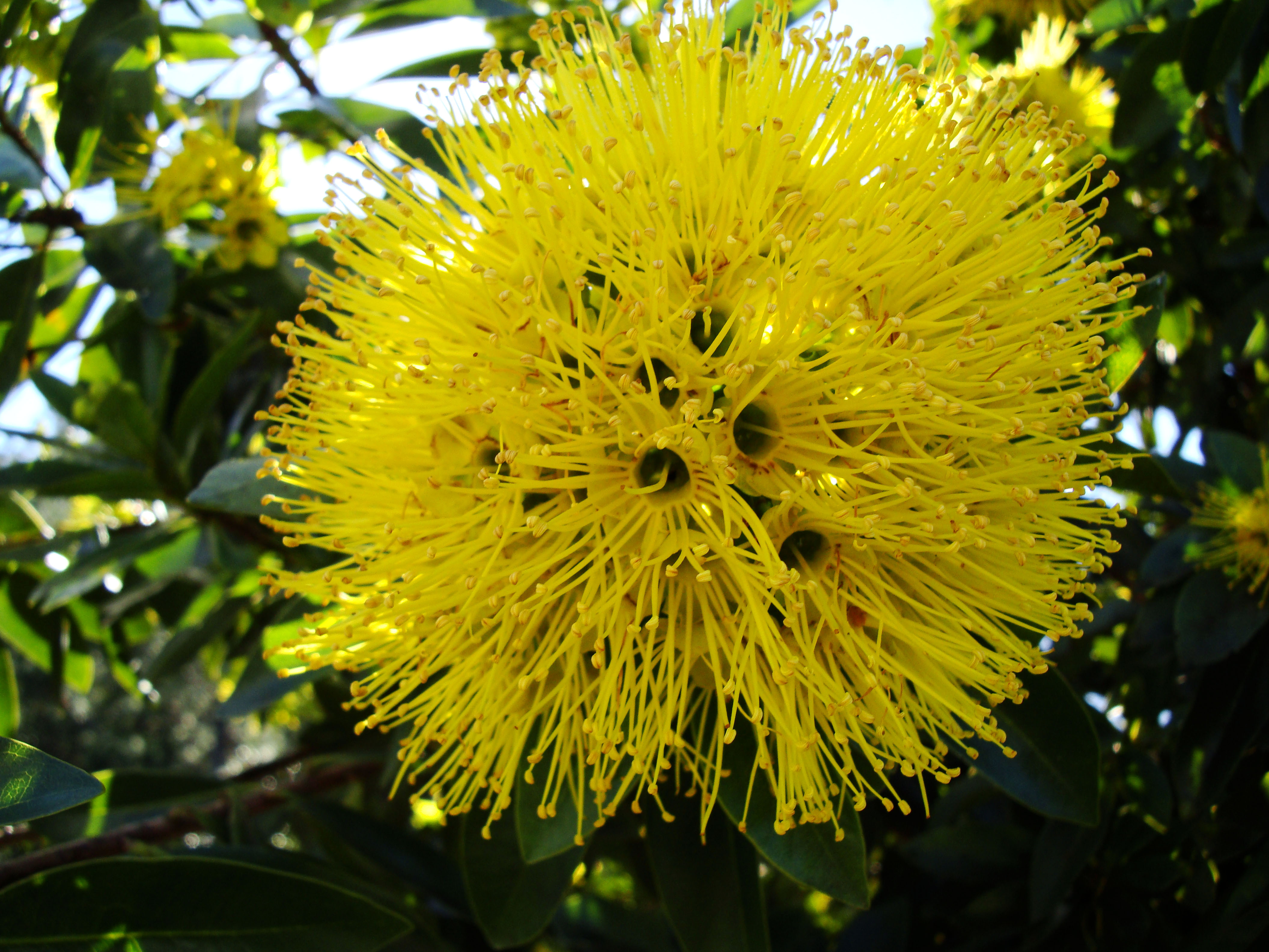 Images Of Australian Native Flowers