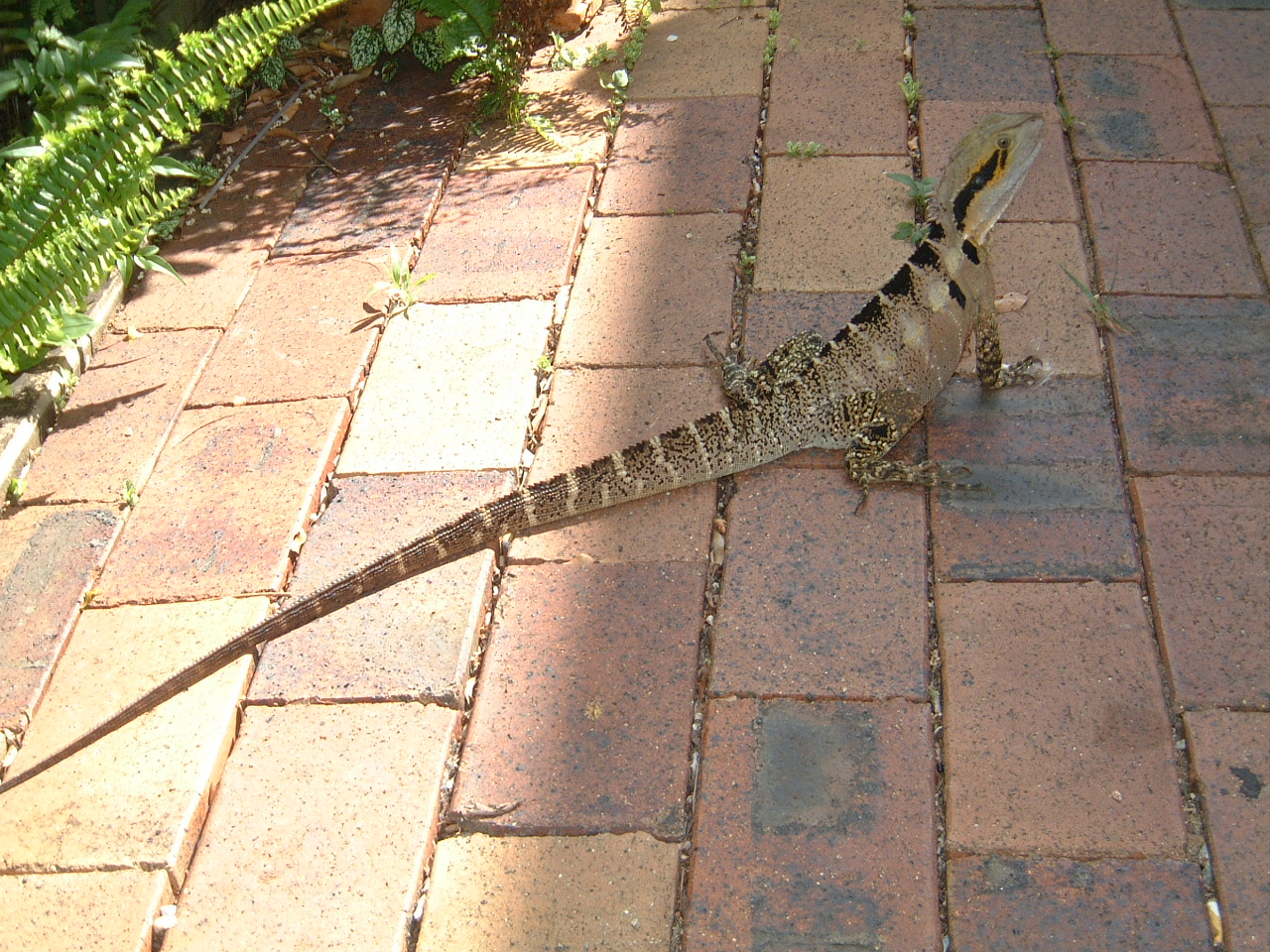 Asisbiz Australian Frilled Neck Lizard Chlamydosaurus kingii Noosa 12
