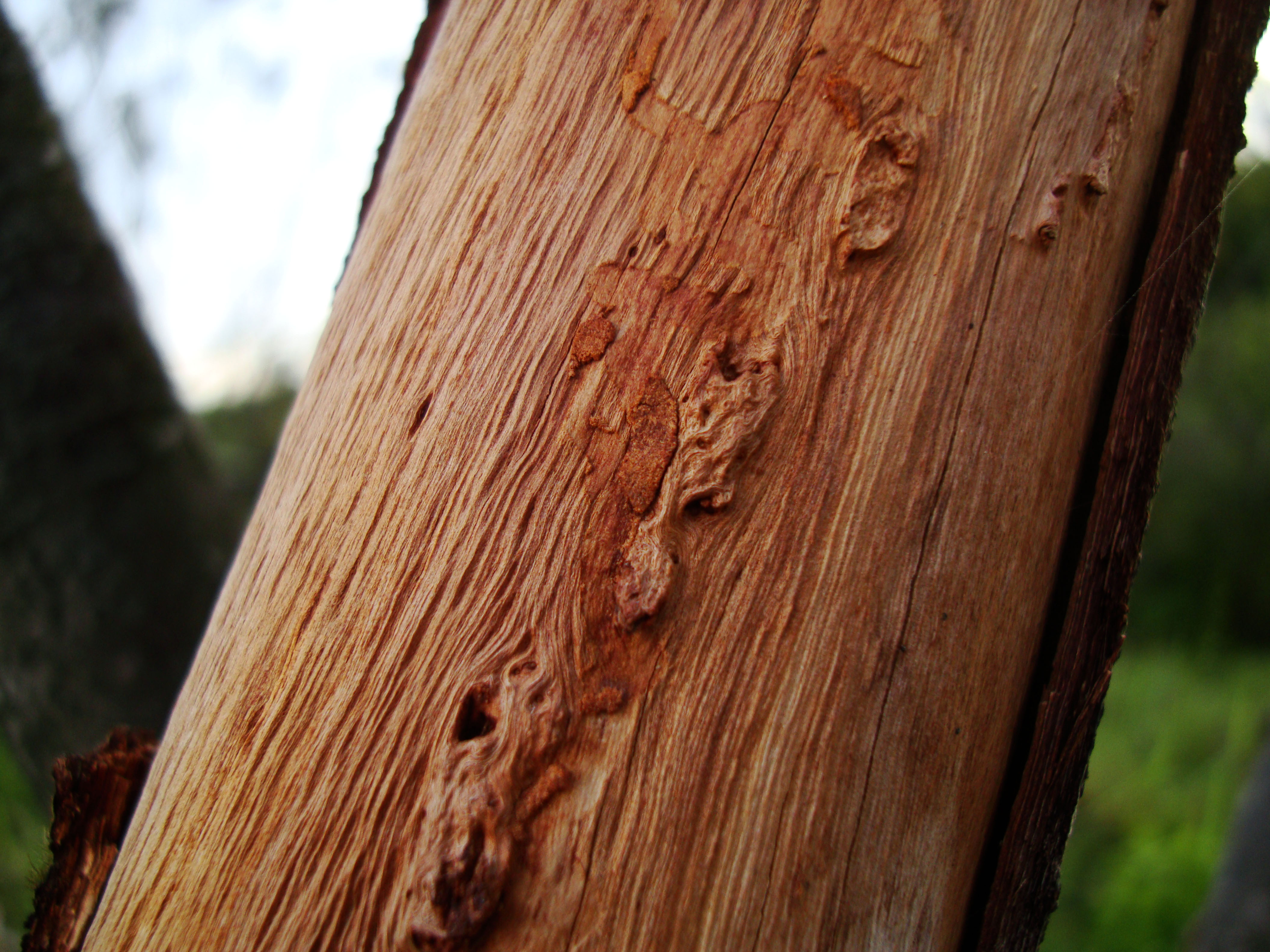 Asisbiz Textures Trees Timber Knotted Dried Wood 02