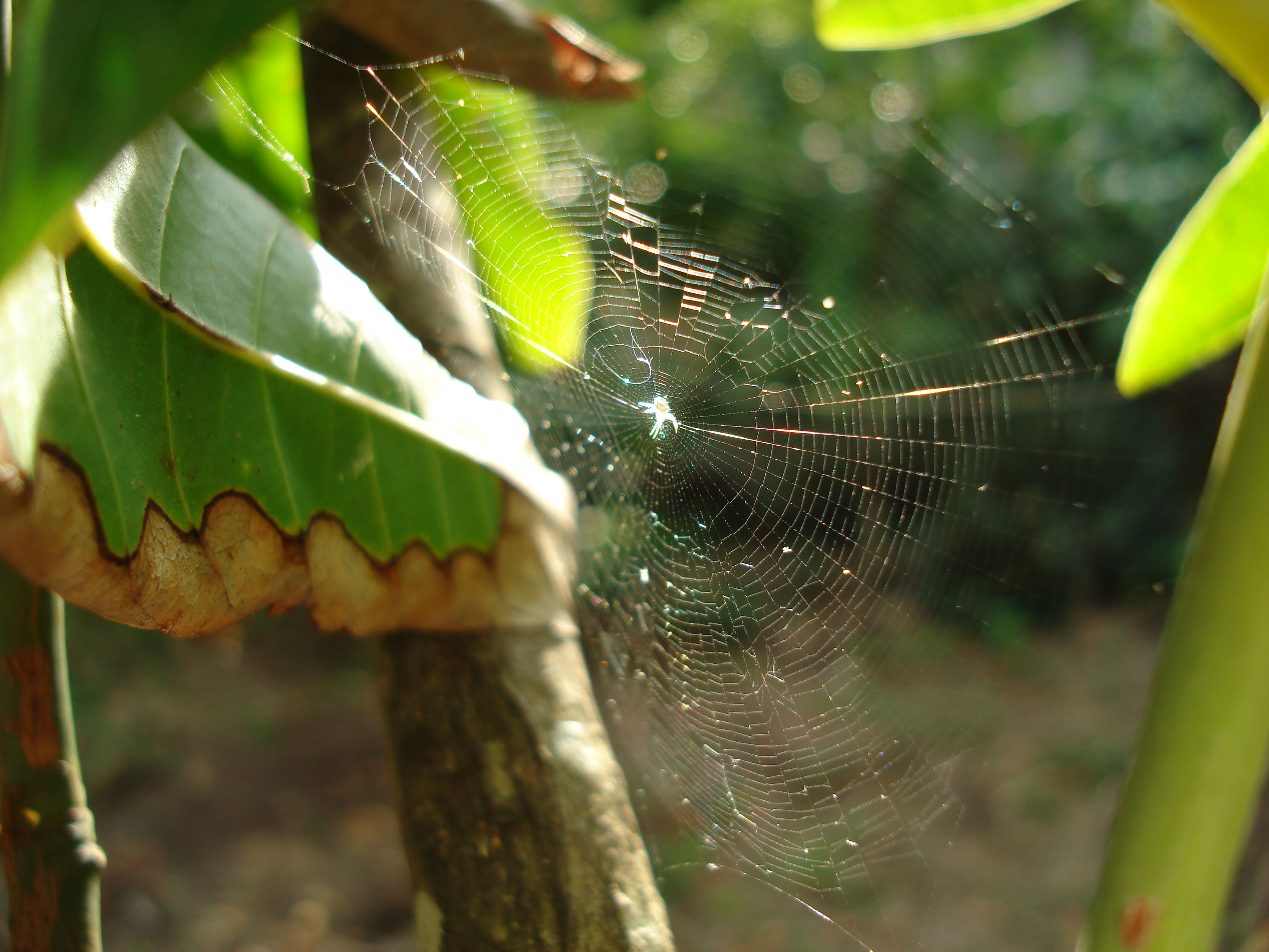 Asisbiz Spiders Web Philippines Puerto Gallera 01